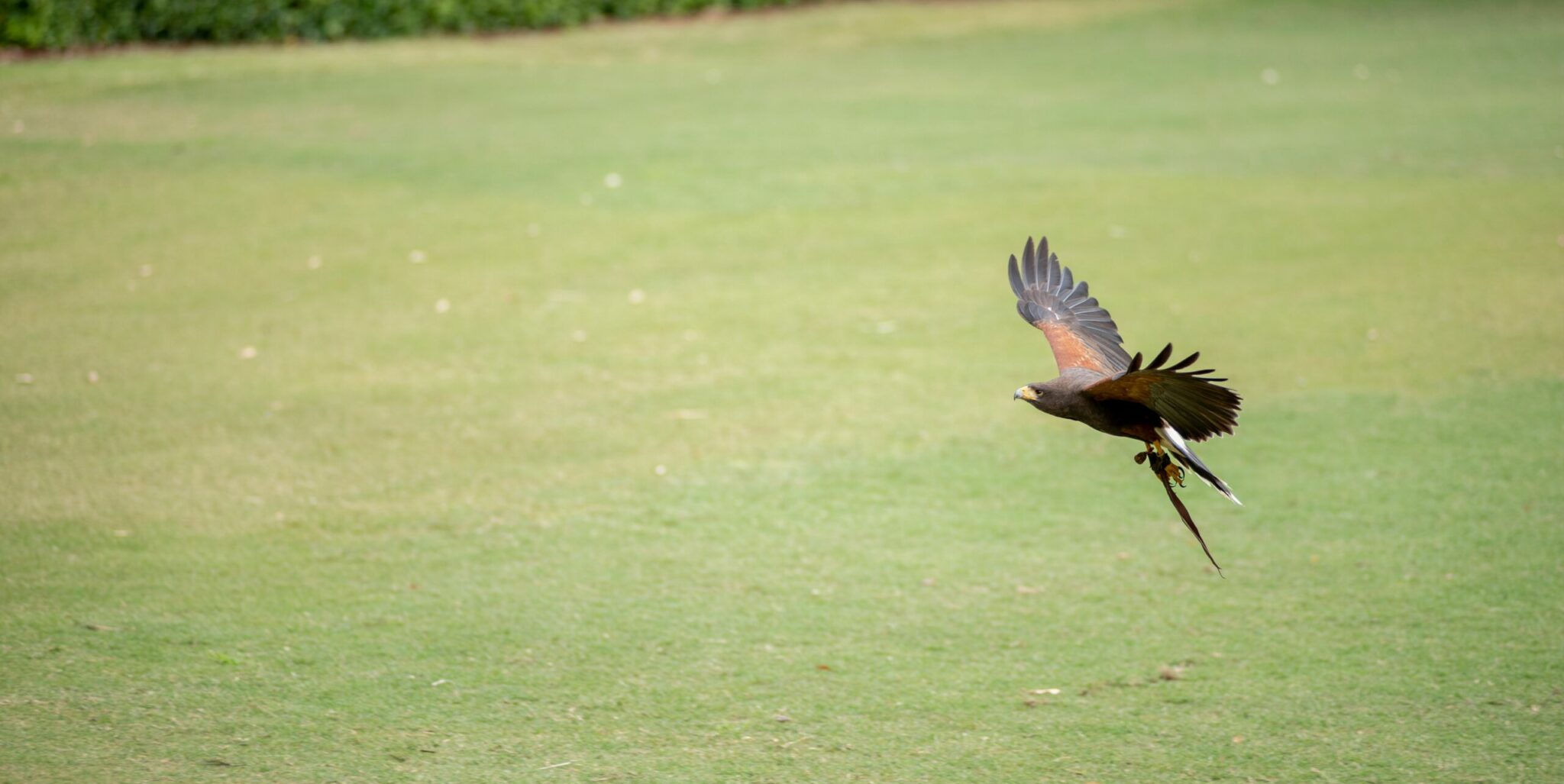 The Grande Lakes Orlando Falconry School | Savory Traveler